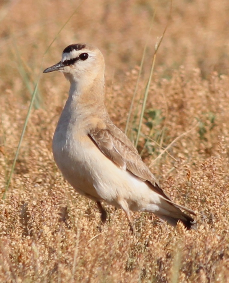 WY Field Guide