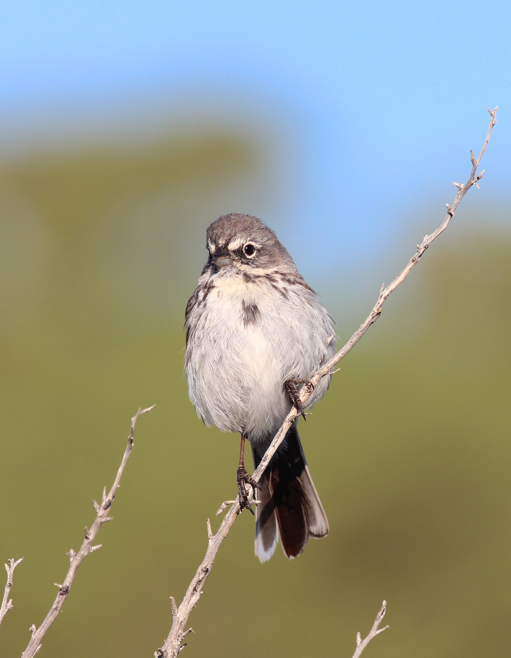 WY Field Guide