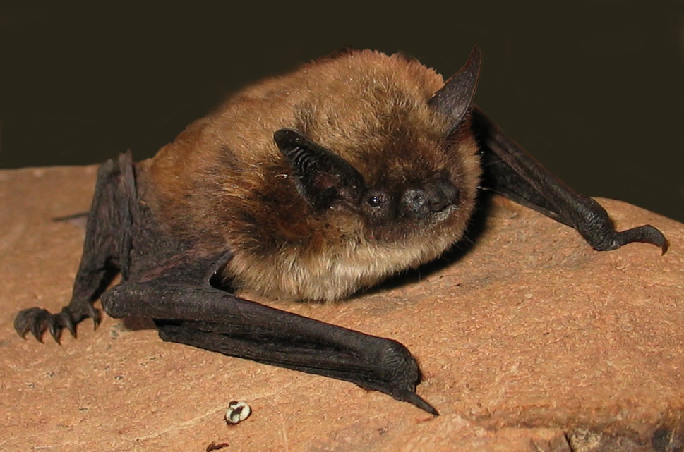 Miotis Lucifugus Myotis Lucifugus | Naturally Curious With Mary