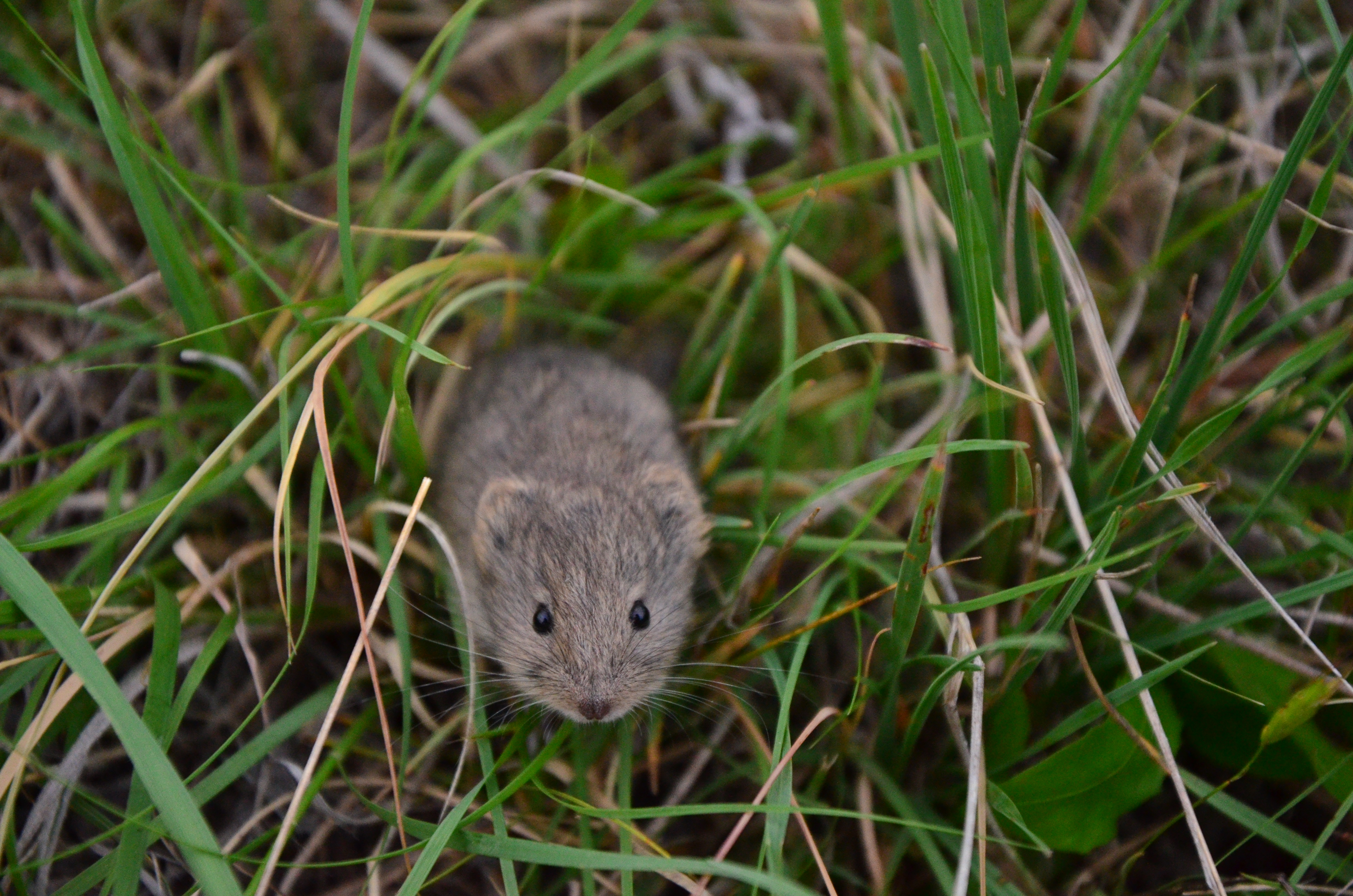 Lemmiscus Curtatus