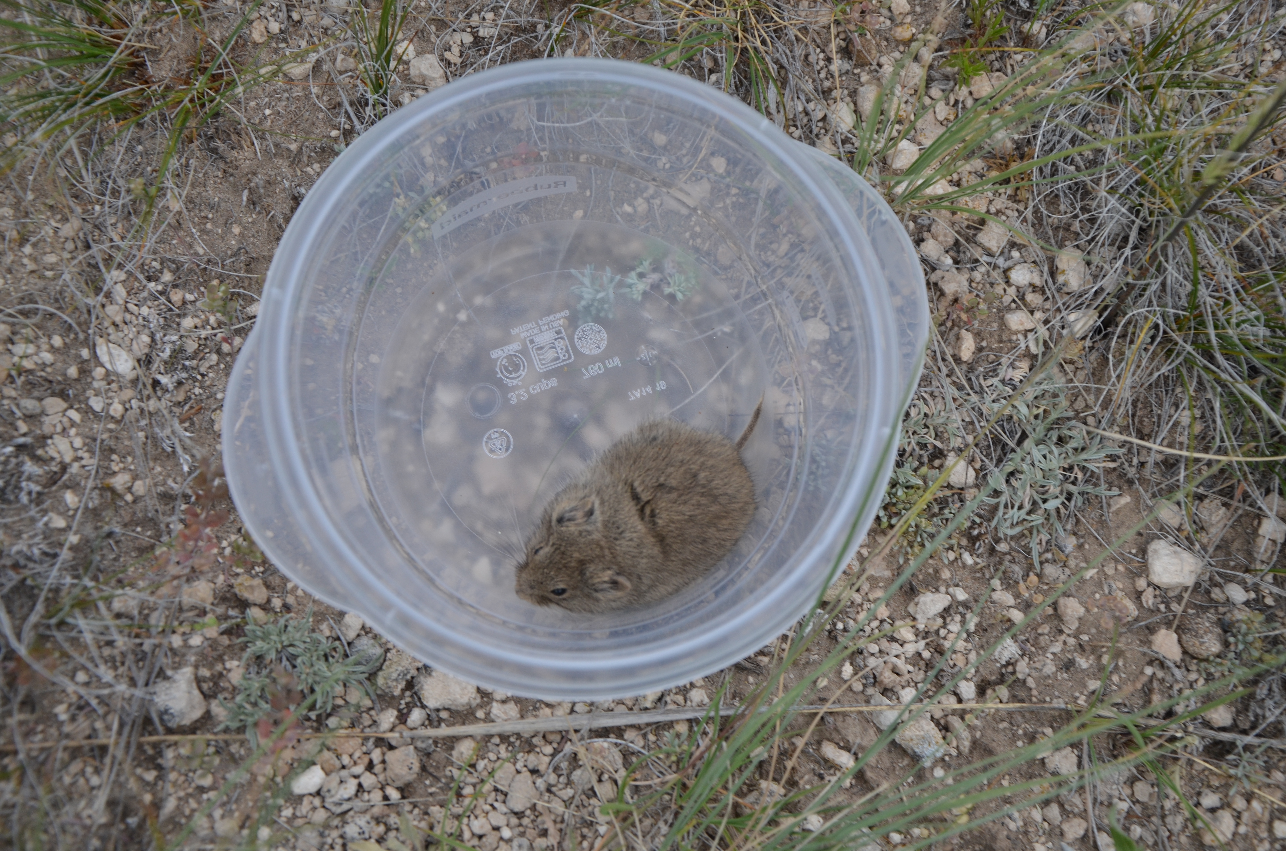 Lemmiscus Curtatus
