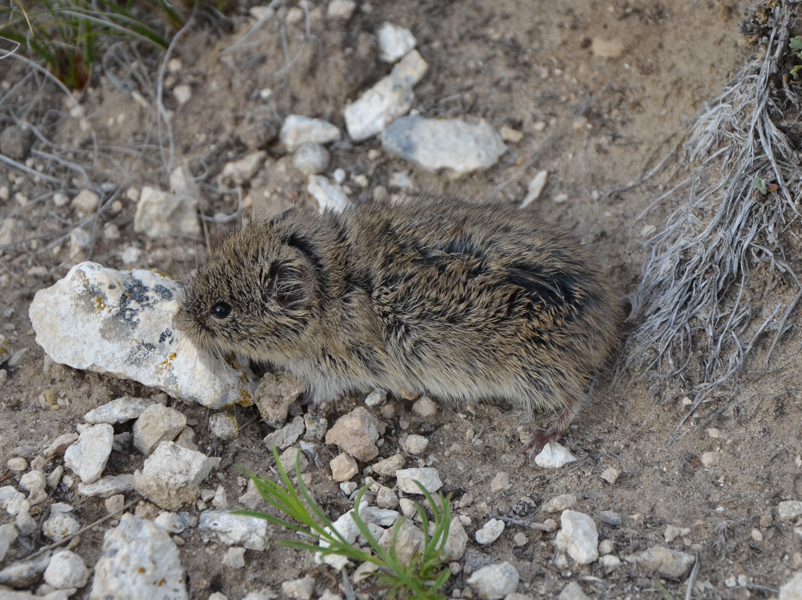 Curtatus Lemmiscus