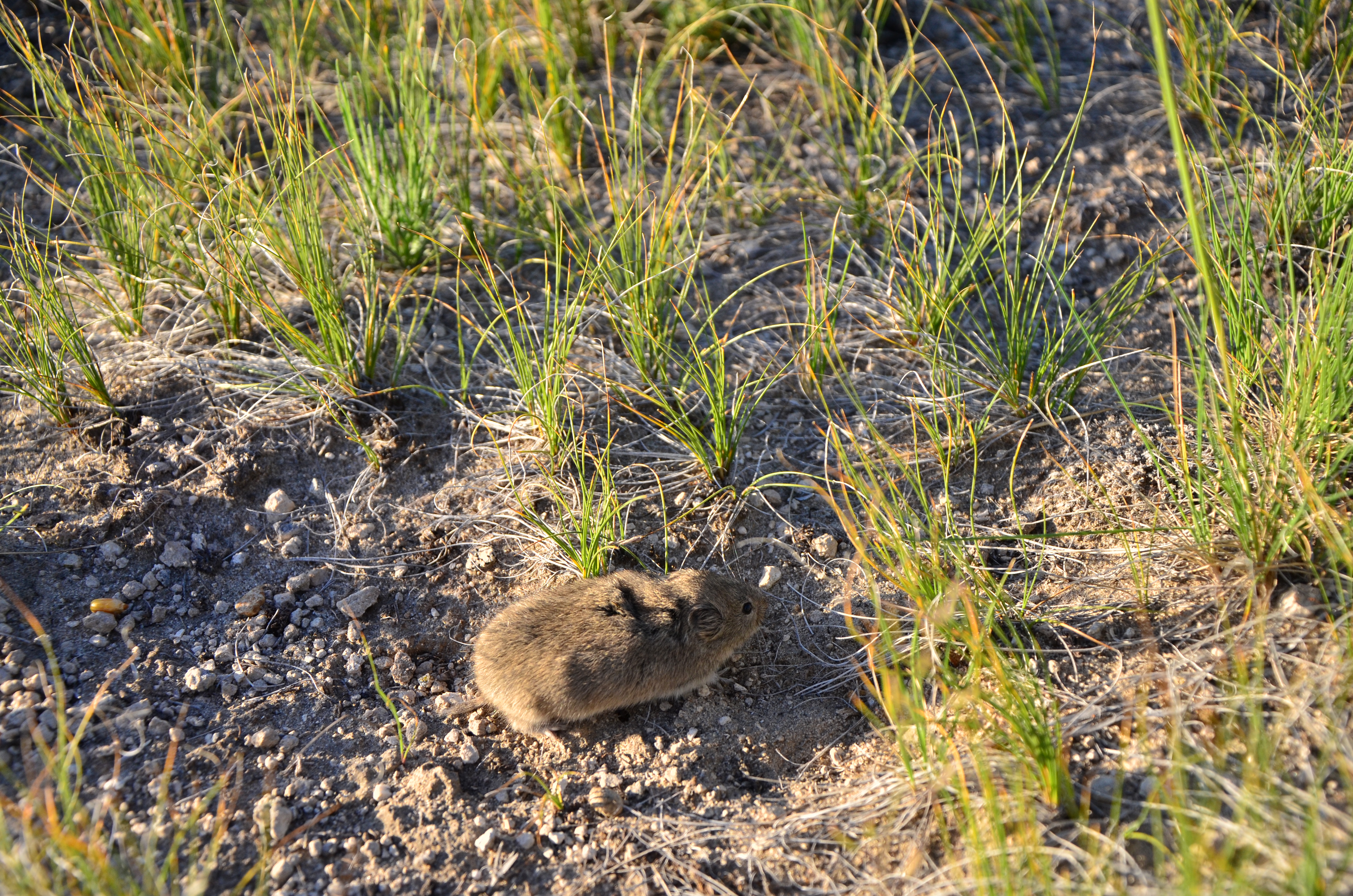 Curtatus Lemmiscus