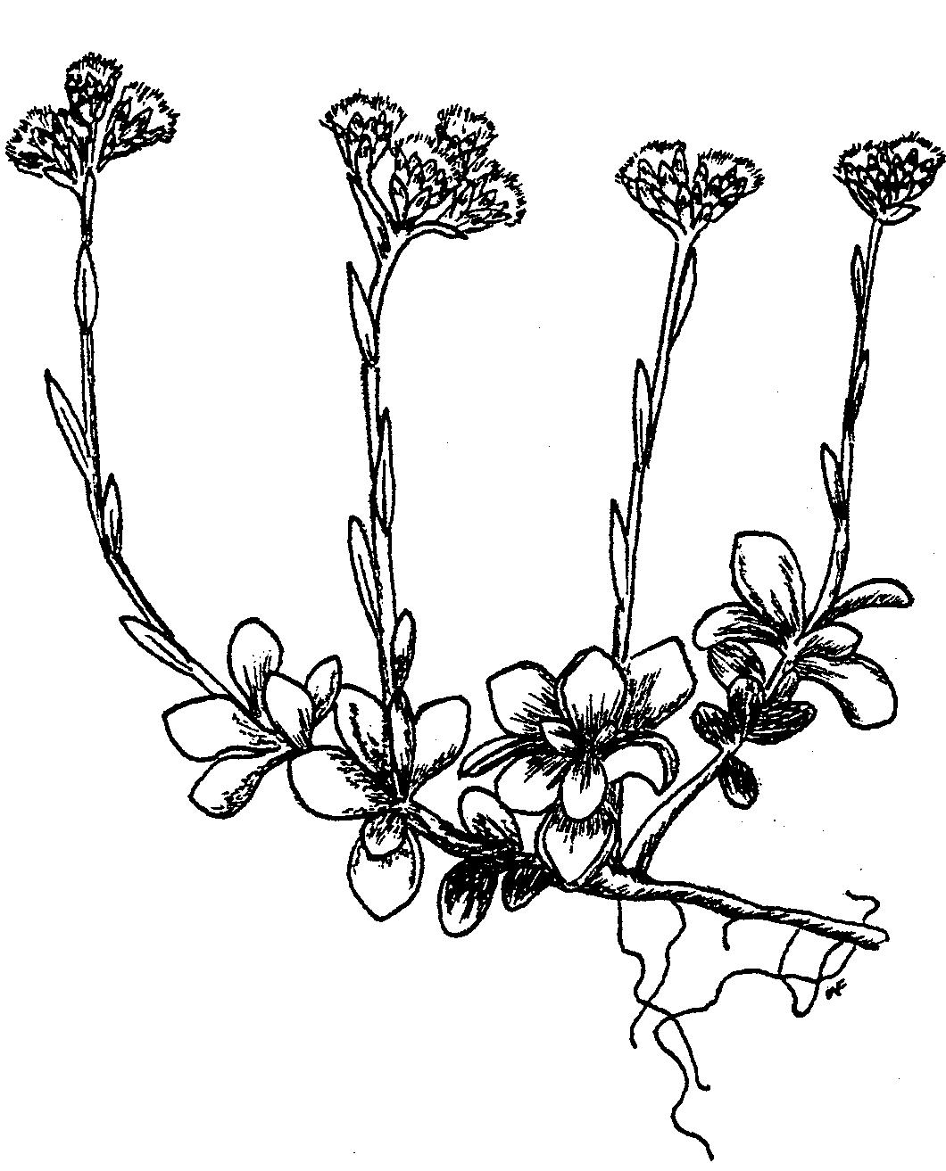 WY Field Guide