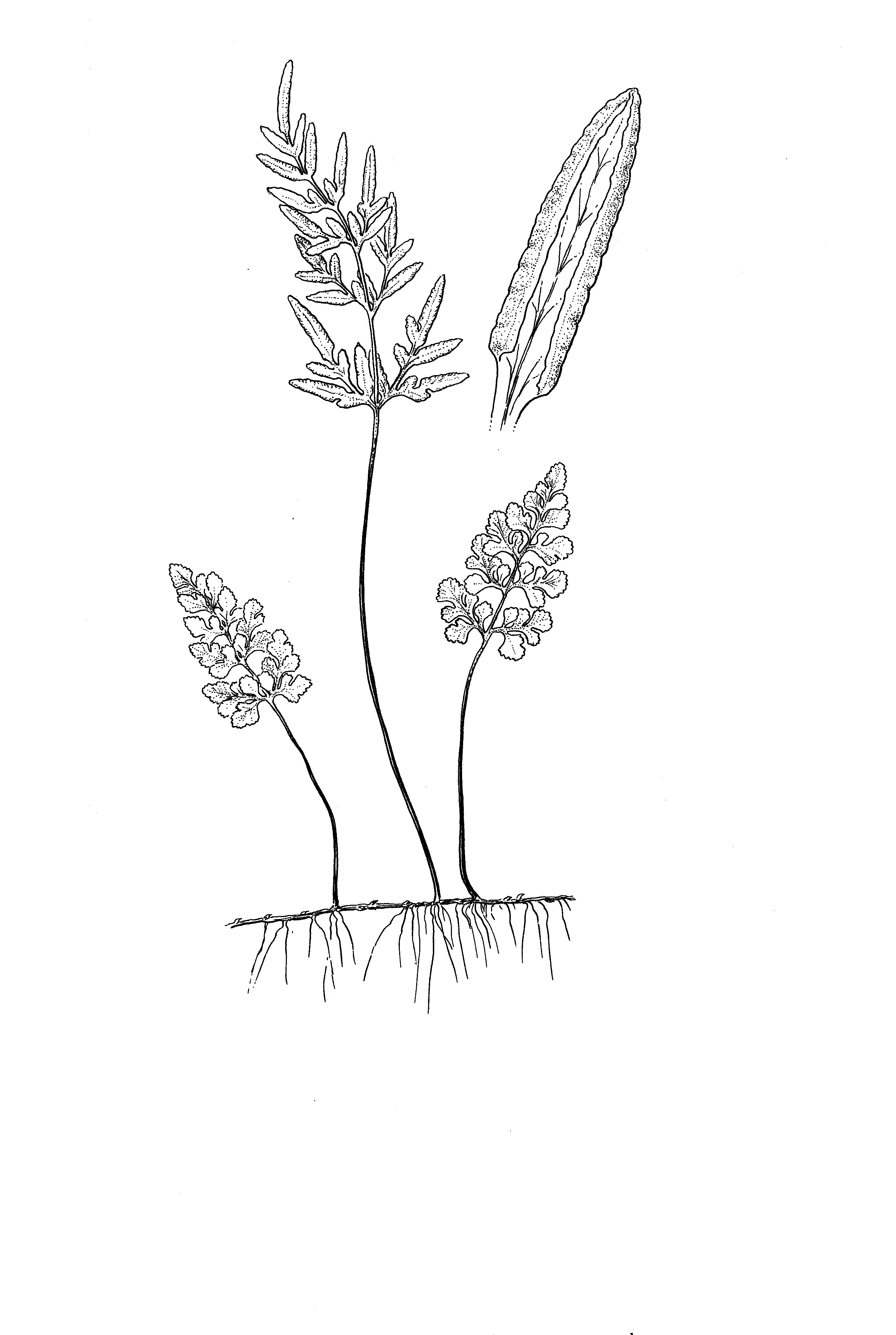 WY Field Guide