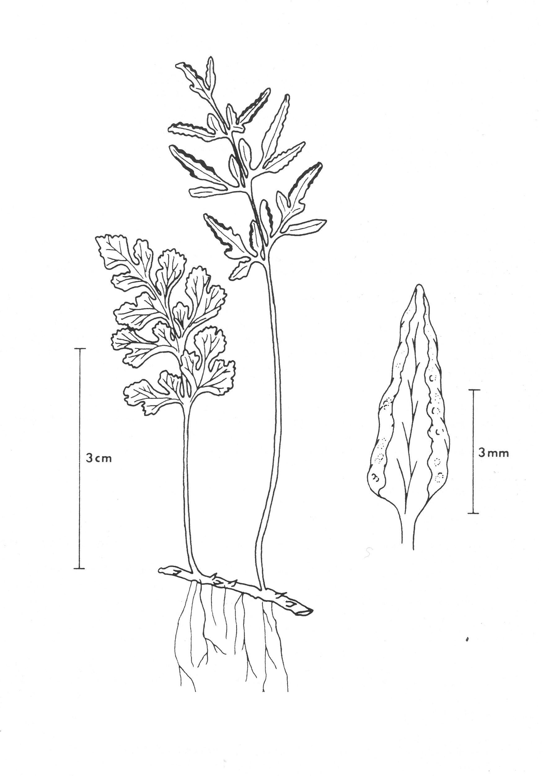 WY Field Guide