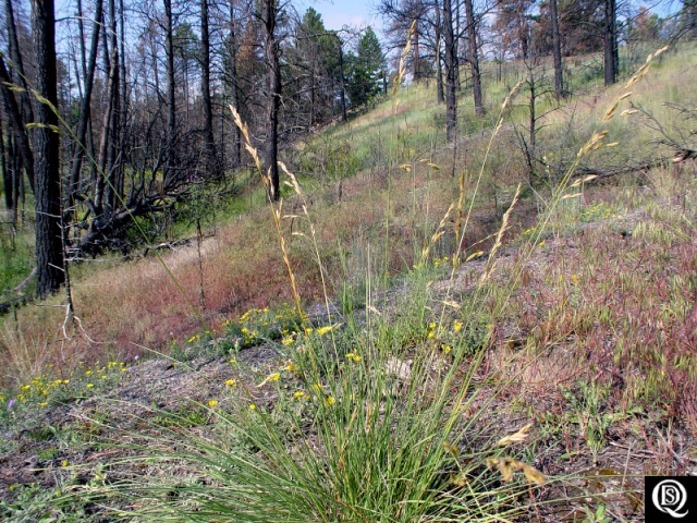 Festuca Campestris Hard Fescue (Festuca Trachyphylla)