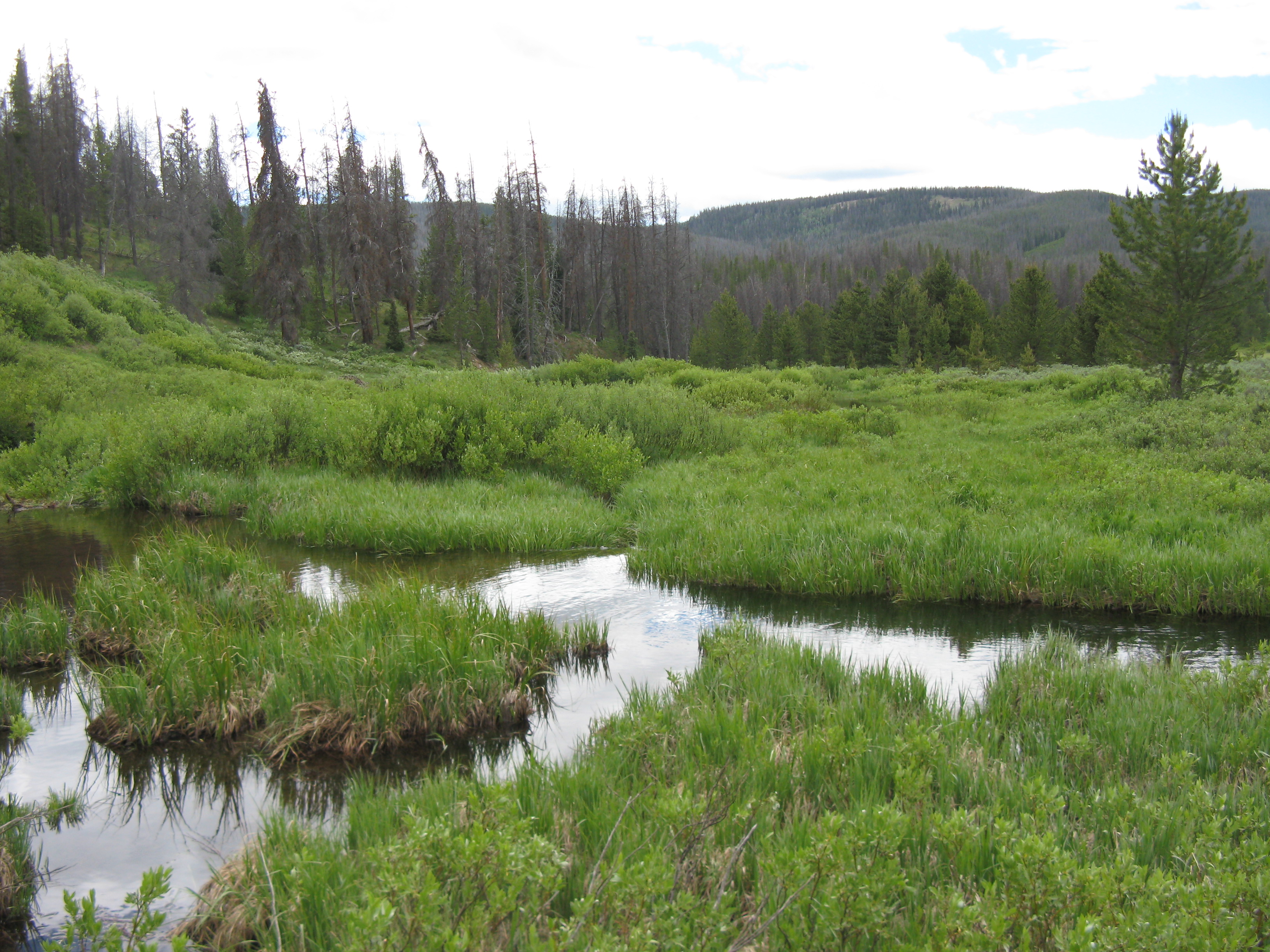 Anaxyrus Boreas Habitat